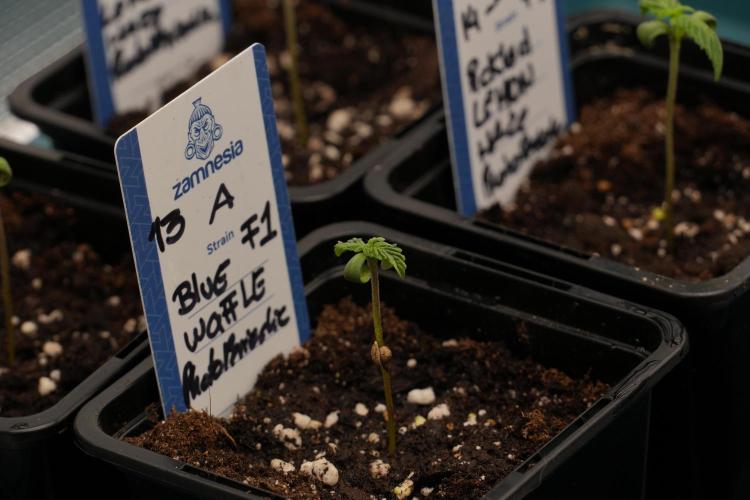 Blue Waffle F1 Zamnesia Pheno A grow journal by DogDocto...