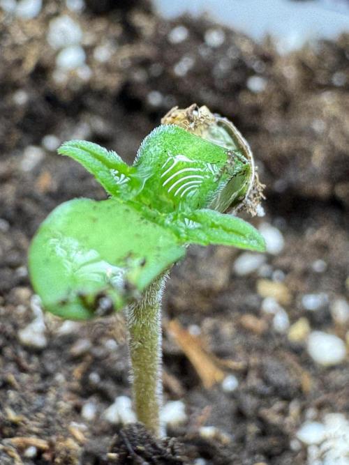 Pickle Lemon Haze F1 Zamnesia Pheno A grow journal by Do...