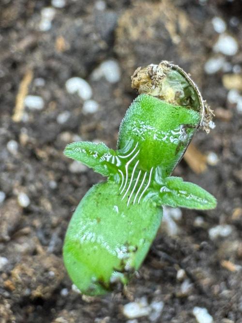 Pickle Lemon Haze F1 Zamnesia Pheno A grow journal by Do...
