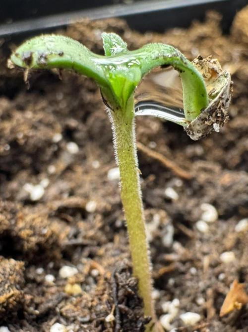 Pickle Lemon Haze F1 Zamnesia Pheno A grow journal by Do...