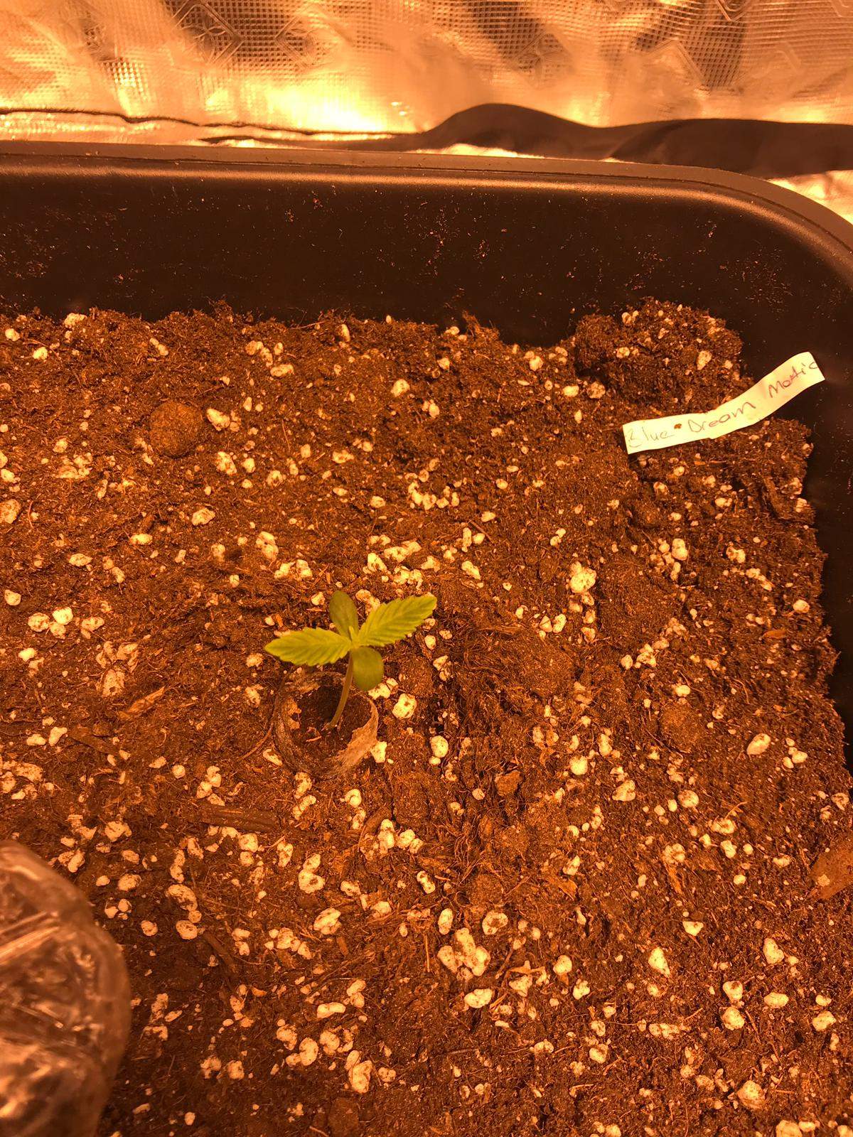 Fast Buds Blue Dream Auto 2 grow diary (journal) week1 by FastClub ...