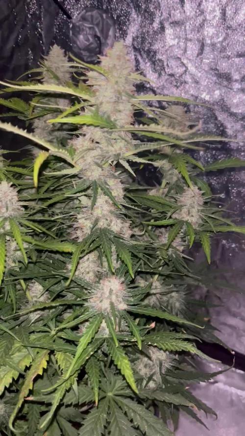 Blue Dream Auto Seeds by Fast Buds - GrowDiaries