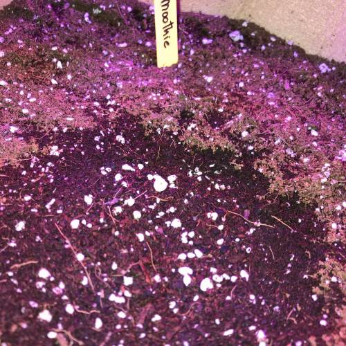 Gorilla Auto, Lemon AK Auto, Smoothie Auto grow journal by HASHLAMOTA ...