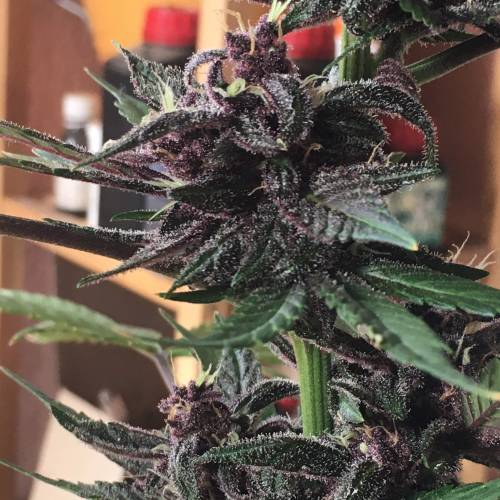 Sweet Seeds Devil Cream Auto® grow journal by LaHierbas - GrowDiaries