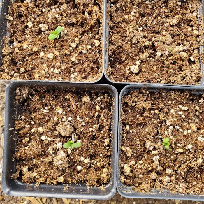 Francos Lemon Cheese (greenhouse seeds) grow journal by MidnightTrain ...
