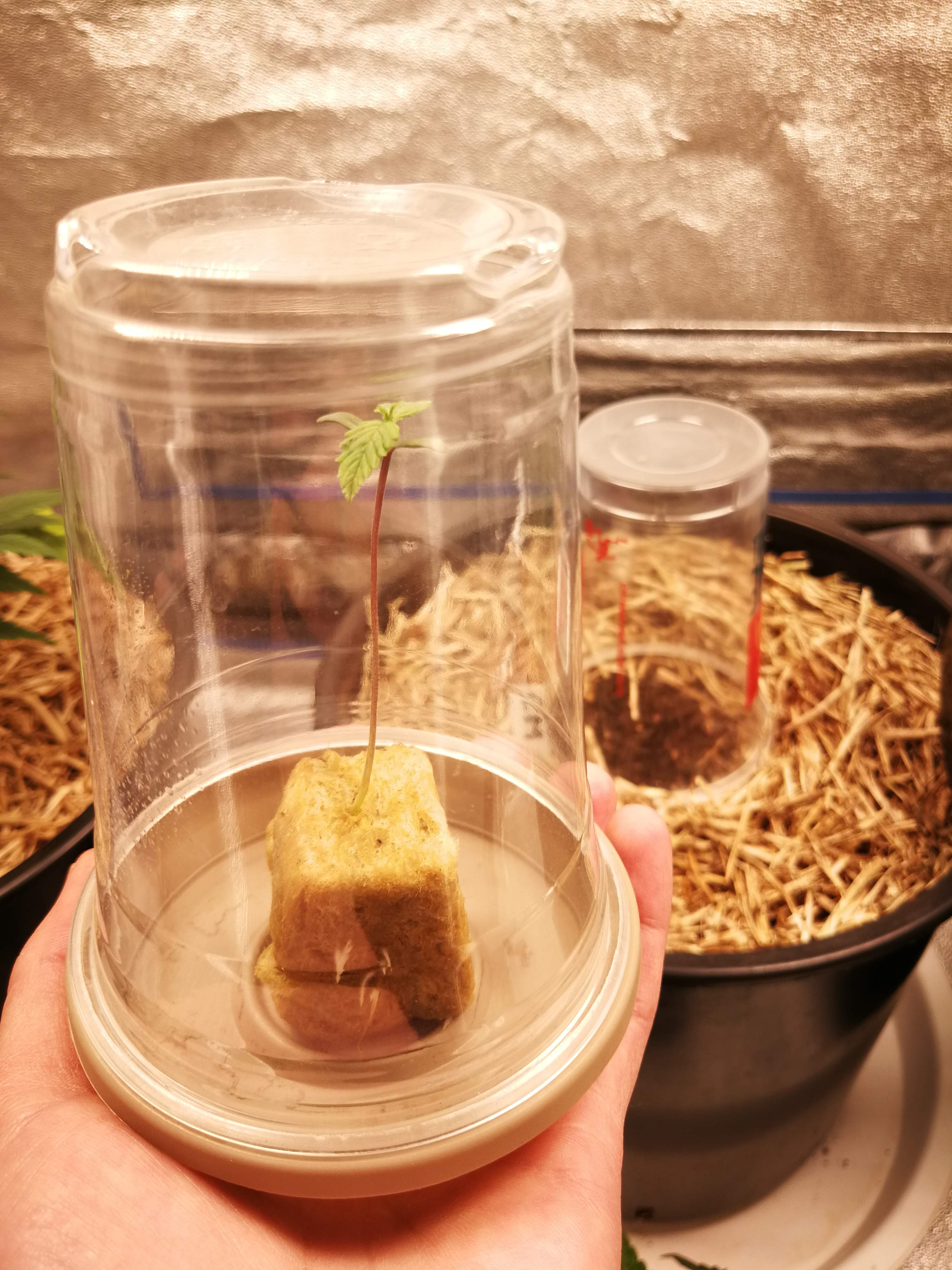 Fast Buds Crystal METH grow diary (journal) week0 by Delta9Jack ...