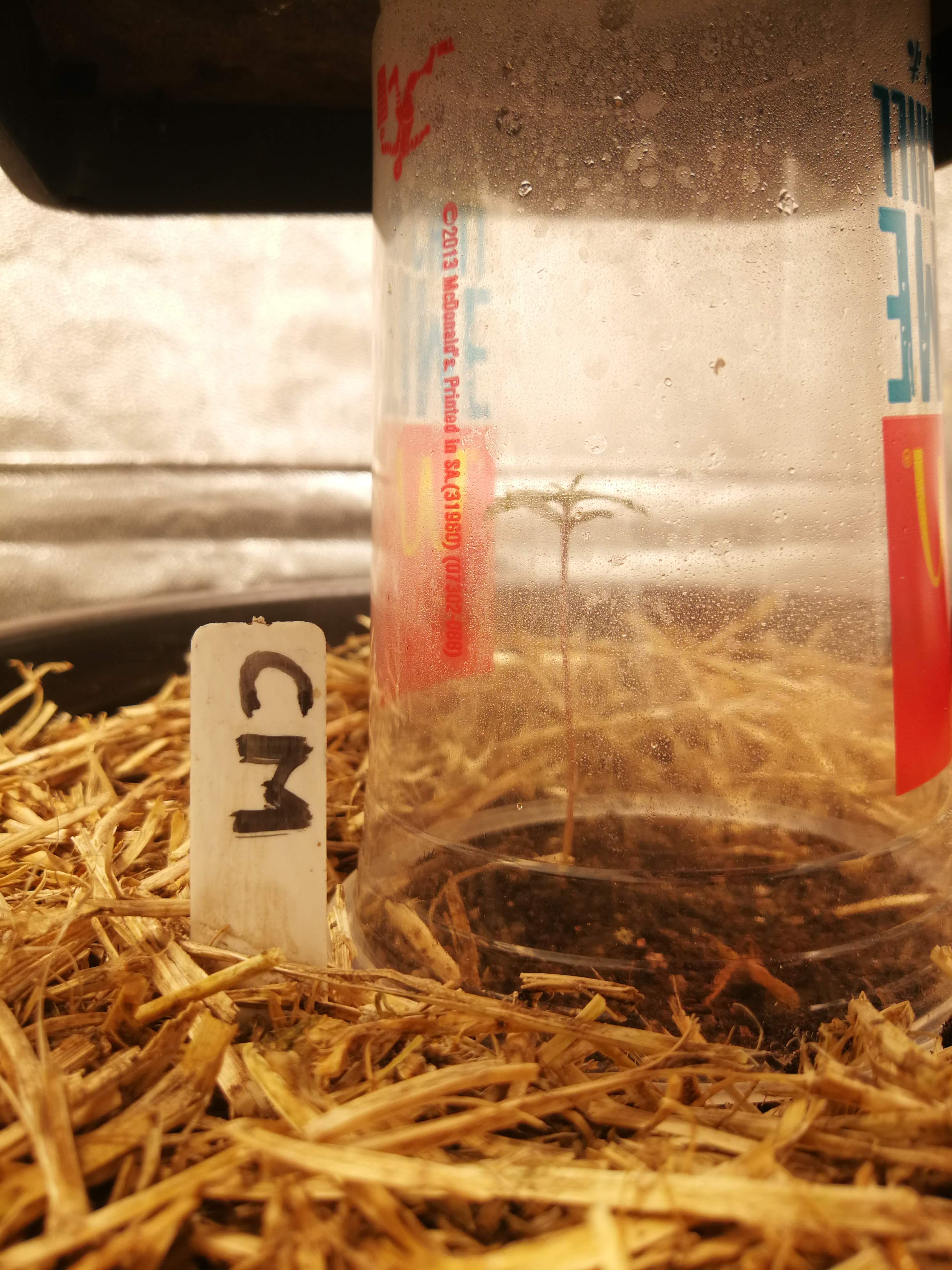 Fast Buds Crystal METH grow diary (journal) week0 by Delta9Jack ...