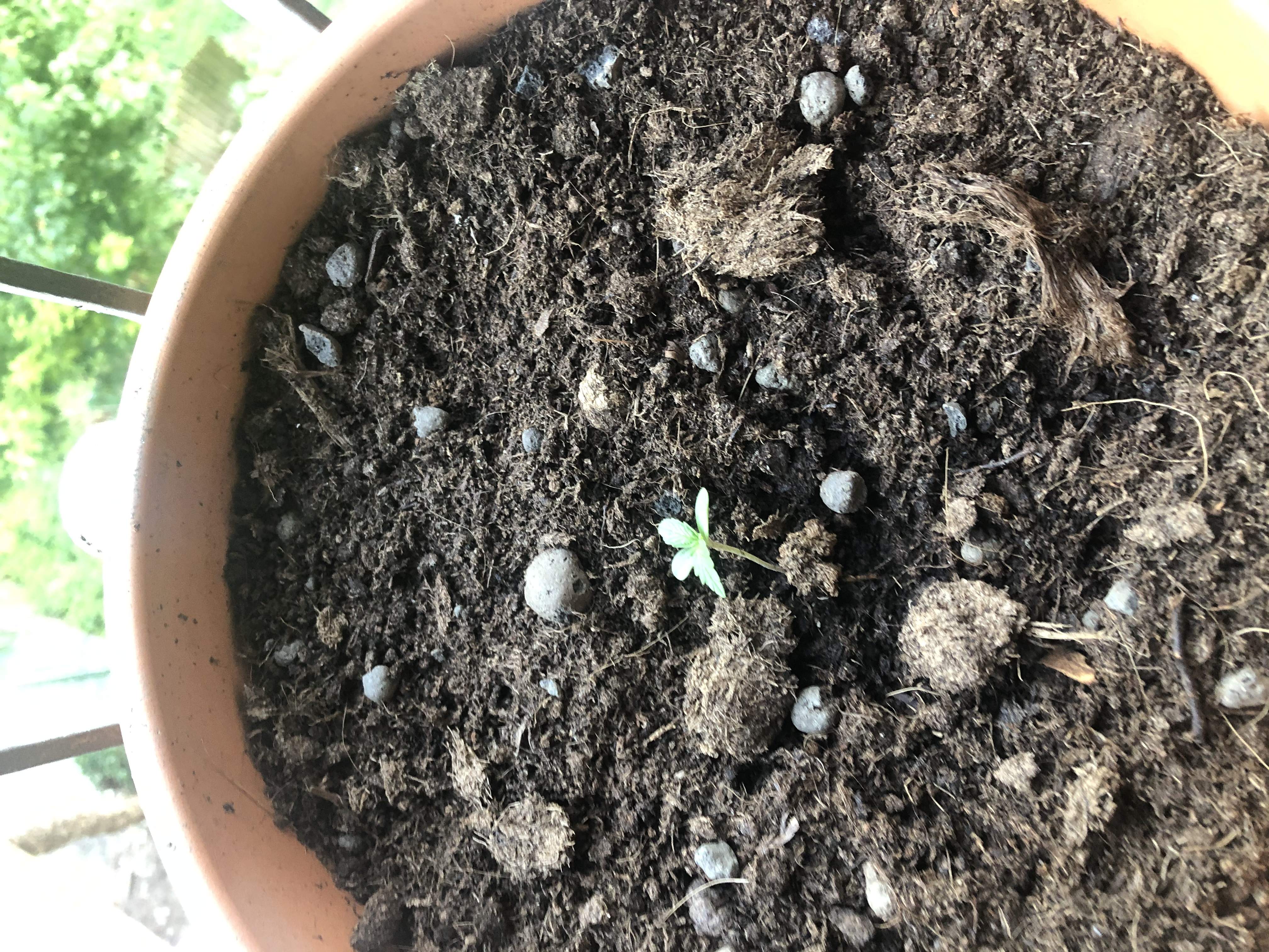 Zamnesia Seeds Blueberry Automatic, Zamnesia Seeds Sticky Beast ...