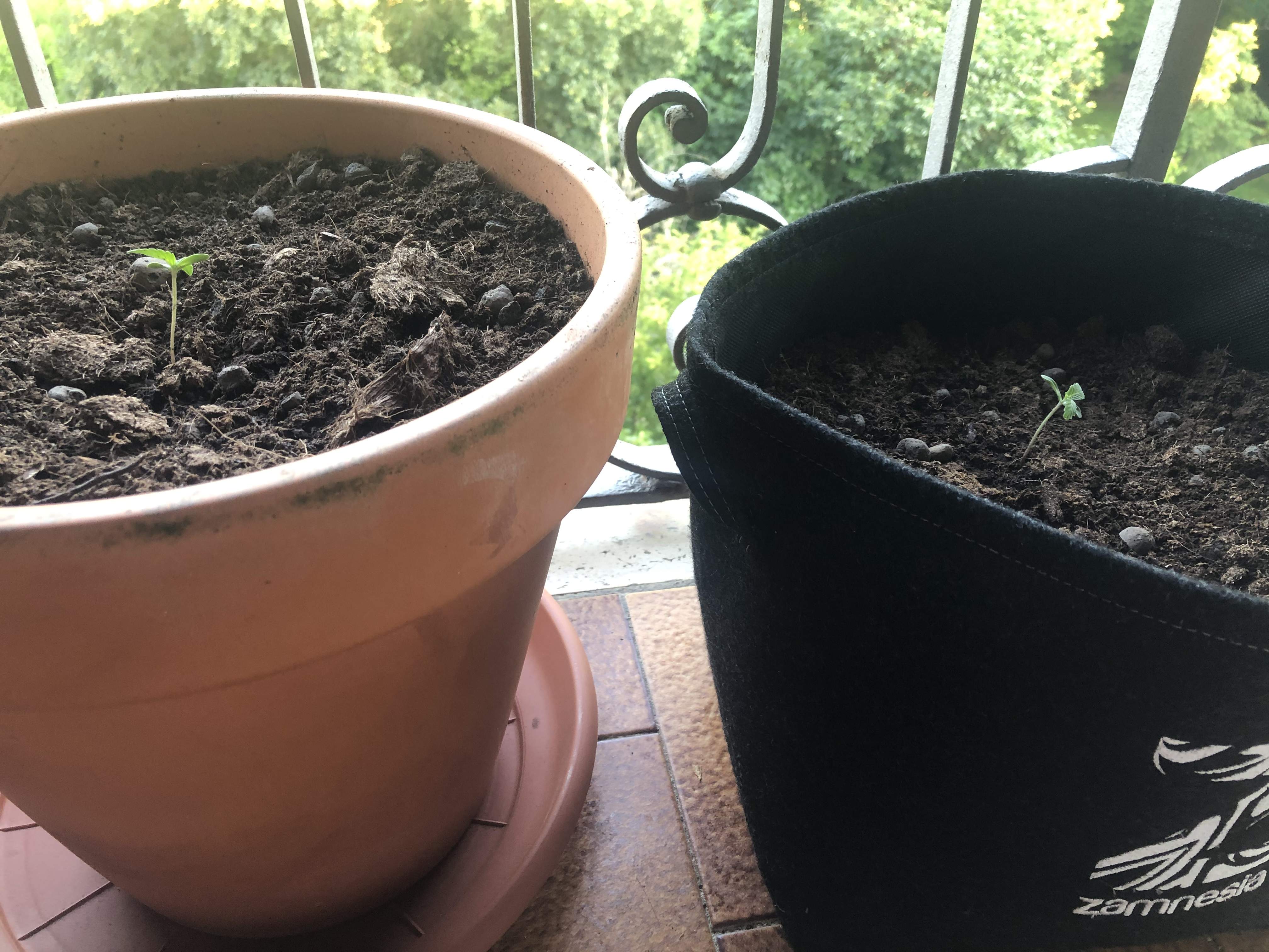 Zamnesia Seeds Blueberry Automatic, Zamnesia Seeds Sticky Beast ...