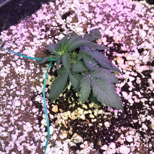 Blue Dream, P.Punch, Devil Cream Autos grow journal by SmoovyGrows ...