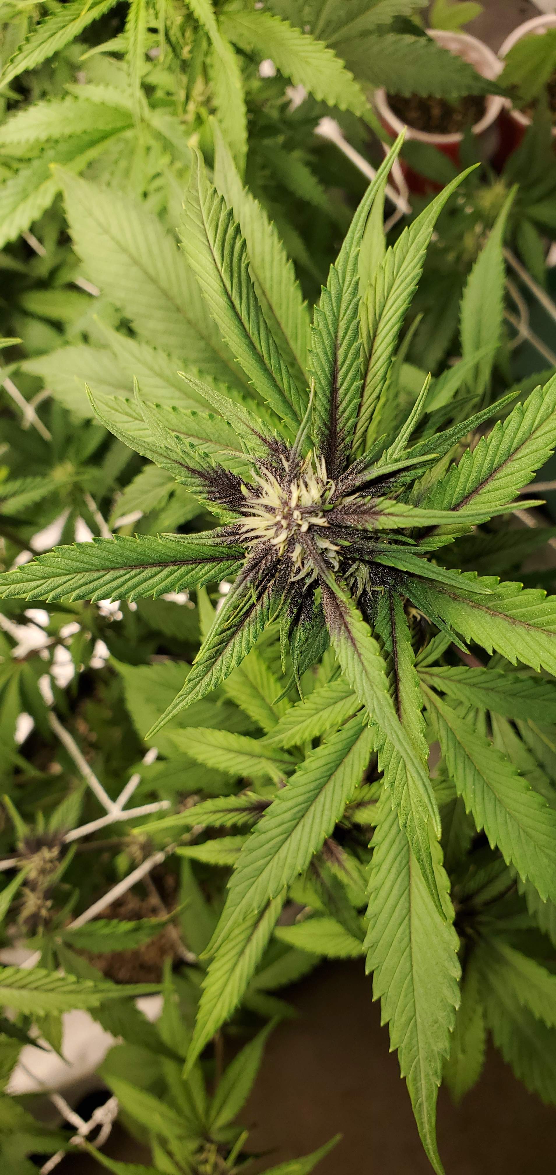 Fast Buds Purple Lemonade Auto grow diary (journal) week4 by ...