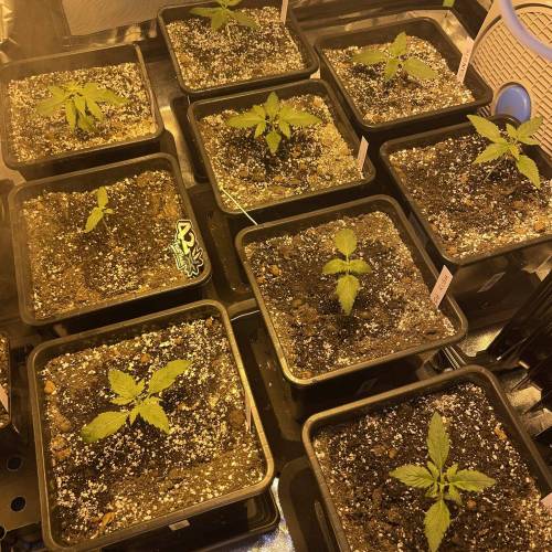 OG Kush Auto , Tangie Auto, Blue Dream Auto, Critical Purple Kush ...