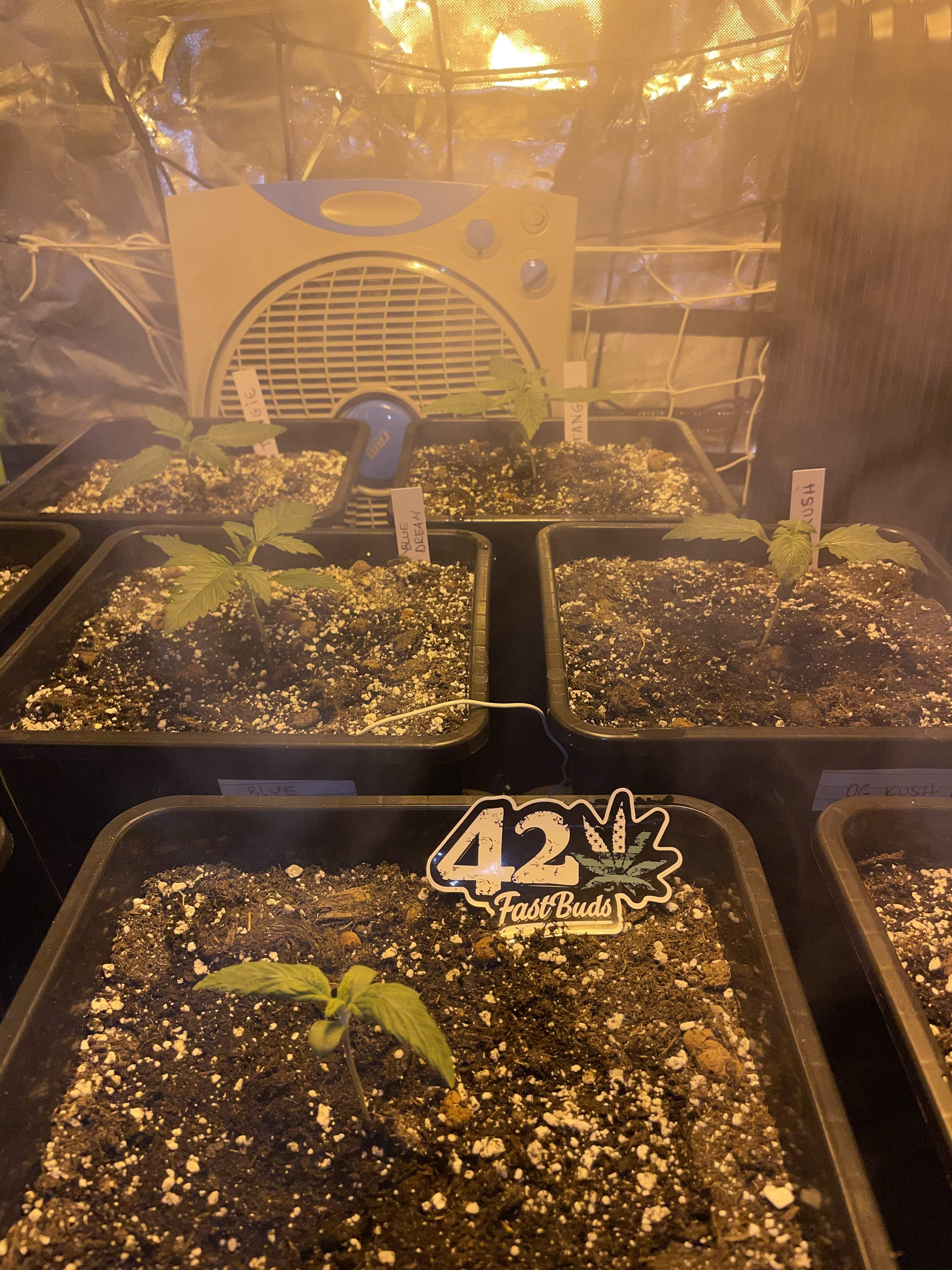 Fast Buds OG Kush Auto , Fast Buds Tangie Auto, Fast Buds Blue Dream ...