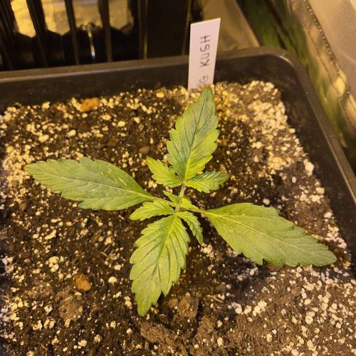 OG Kush Auto , Tangie Auto, Blue Dream Auto, Critical Purple Kush ...