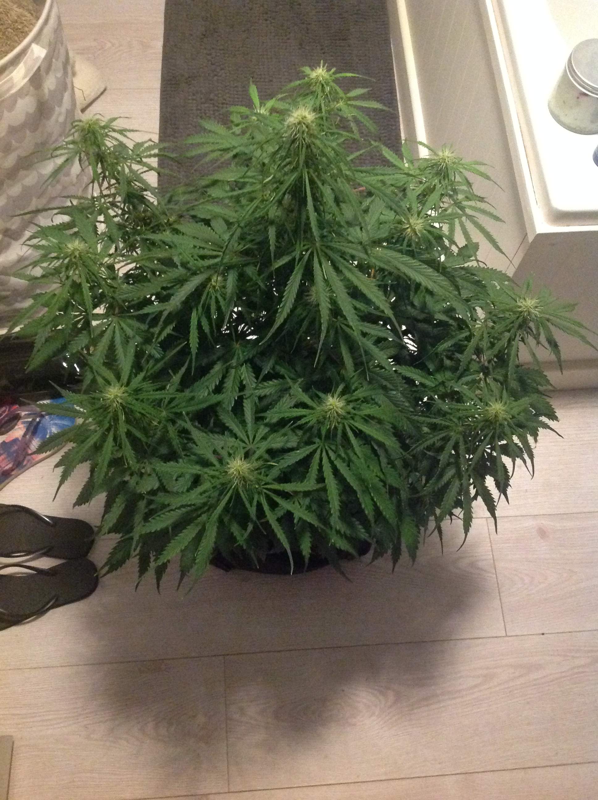 Dutch Passion Auto Mazar grow diary (journal) week6 by Cherrygarcia ...