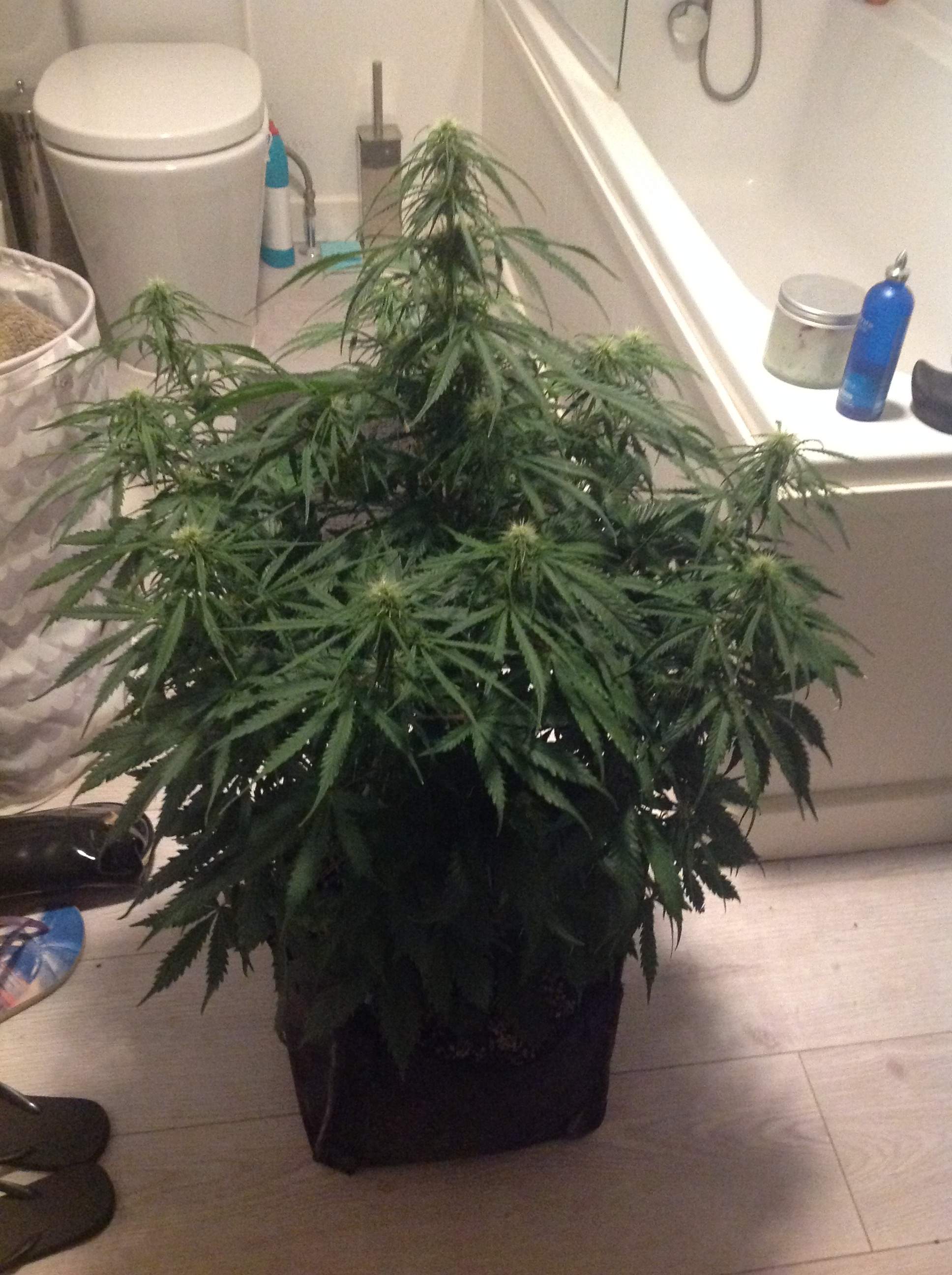 Dutch Passion Auto Mazar grow diary (journal) week6 by Cherrygarcia ...