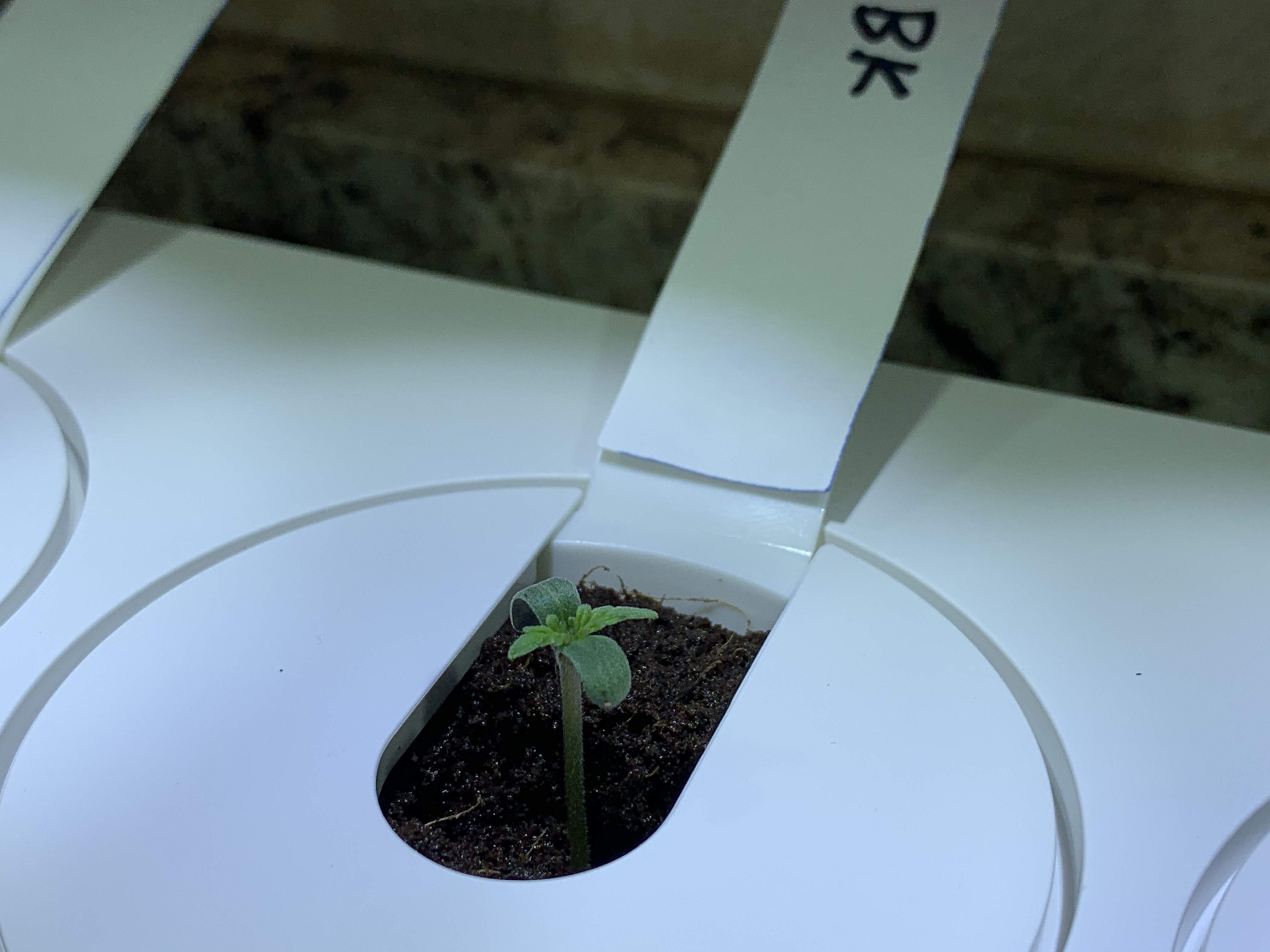 ILGM Blueberry Autoflower grow diary (journal) week1 by BuckDaniels ...