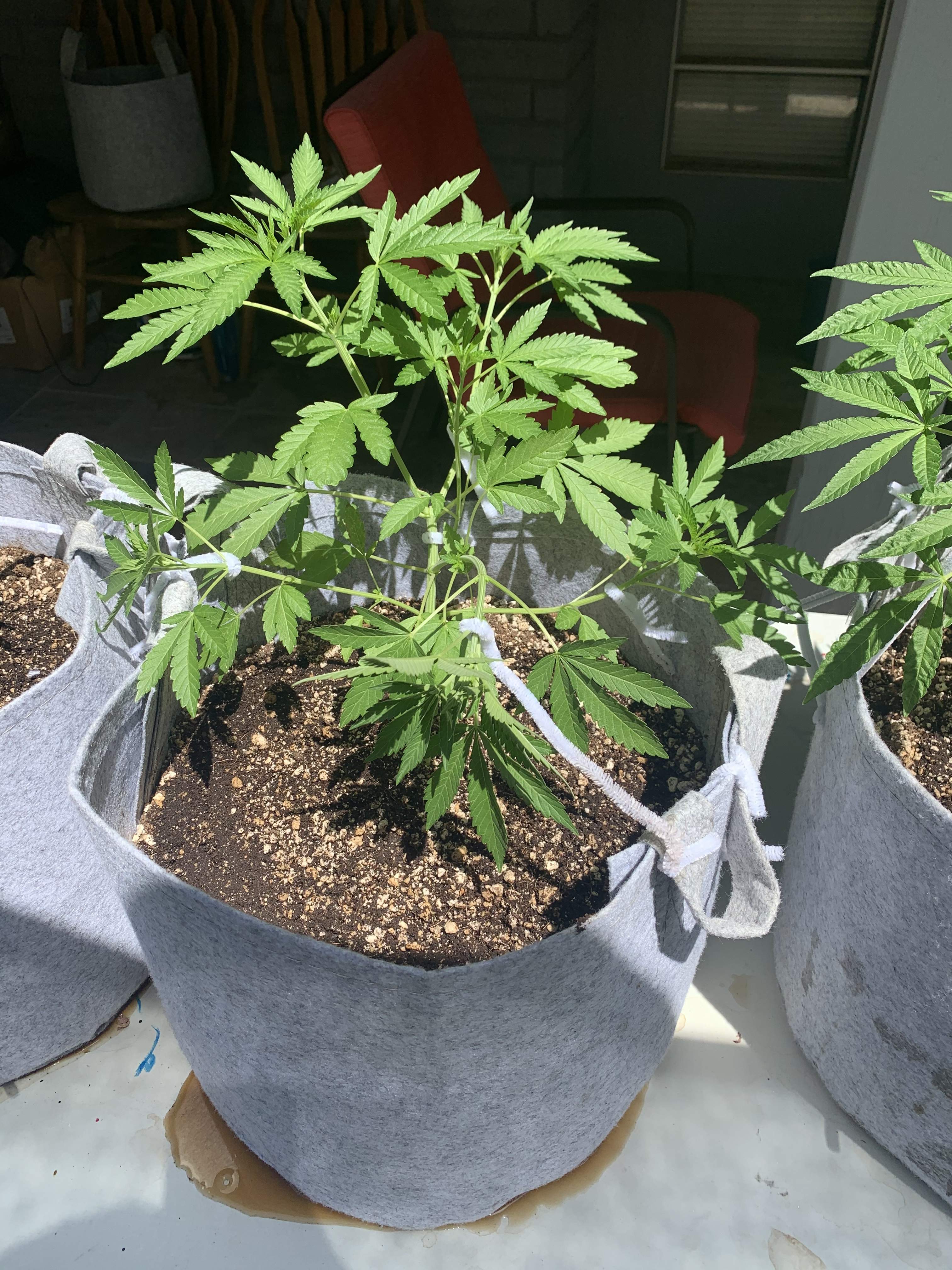 Humboldt seed company magic melon grow diary (journal) week6 by ...