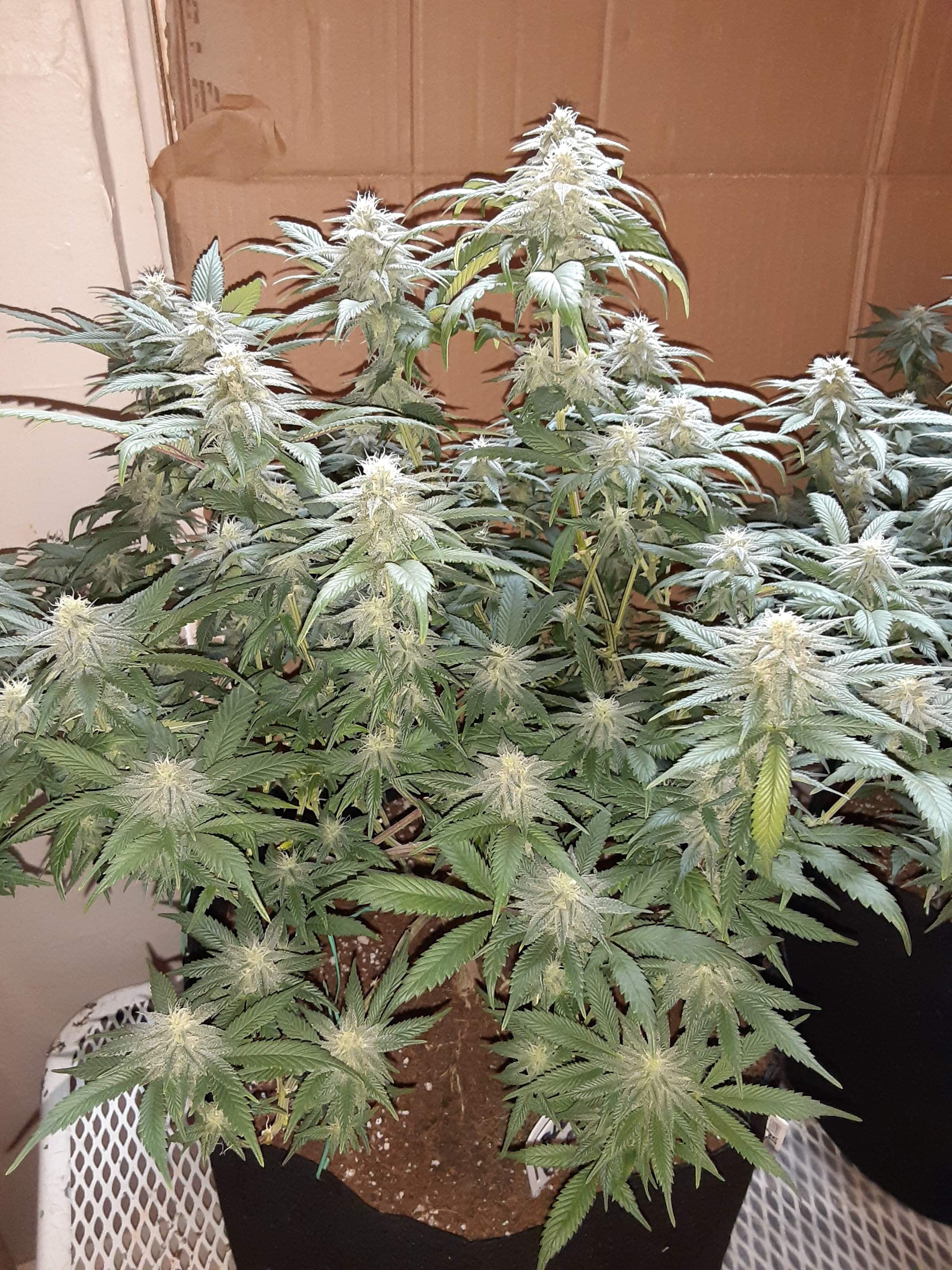 Seedsman Blueberry, Hulk berry, Fast Buds Amnesia Haze Auto grow diary ...