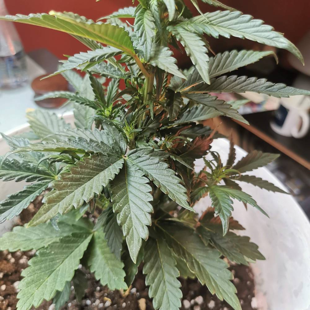 Sweet Seeds Red Poison Auto® grow journal by magicman8911 - GrowDiaries