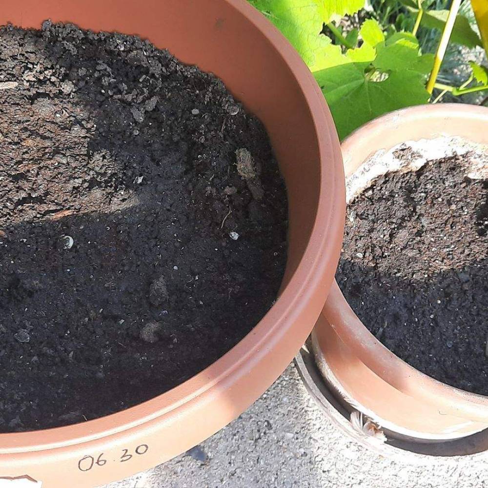 Sweet Seeds Cream Caramel Auto® grow journal by igazimartin099 ...