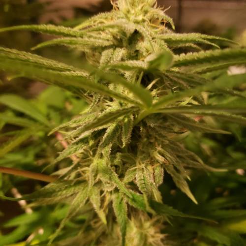 Blue dream grow journal by Coldsnacks - GrowDiaries