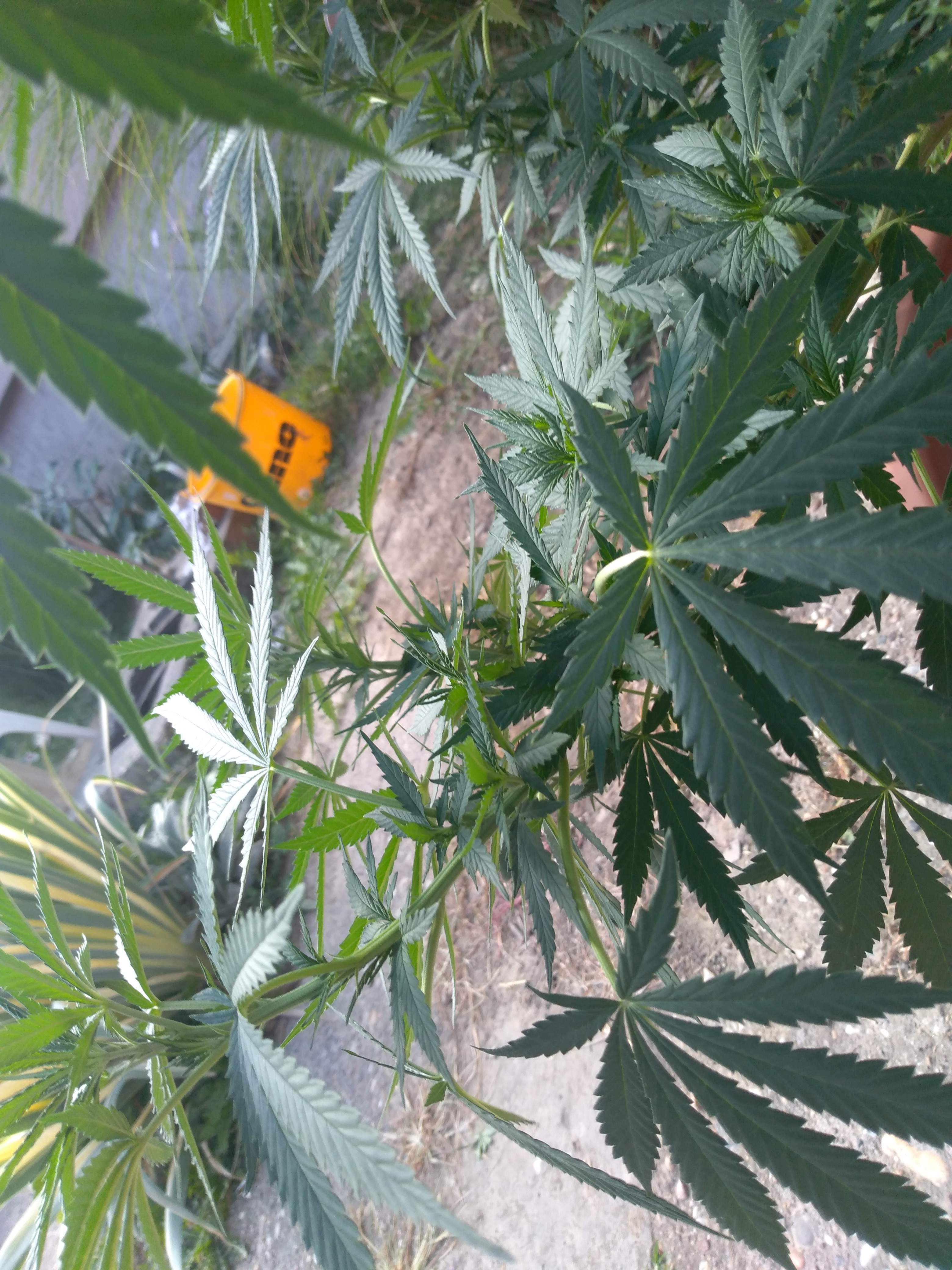 Too much leaves help grow question by Cunjalica - GrowDiaries