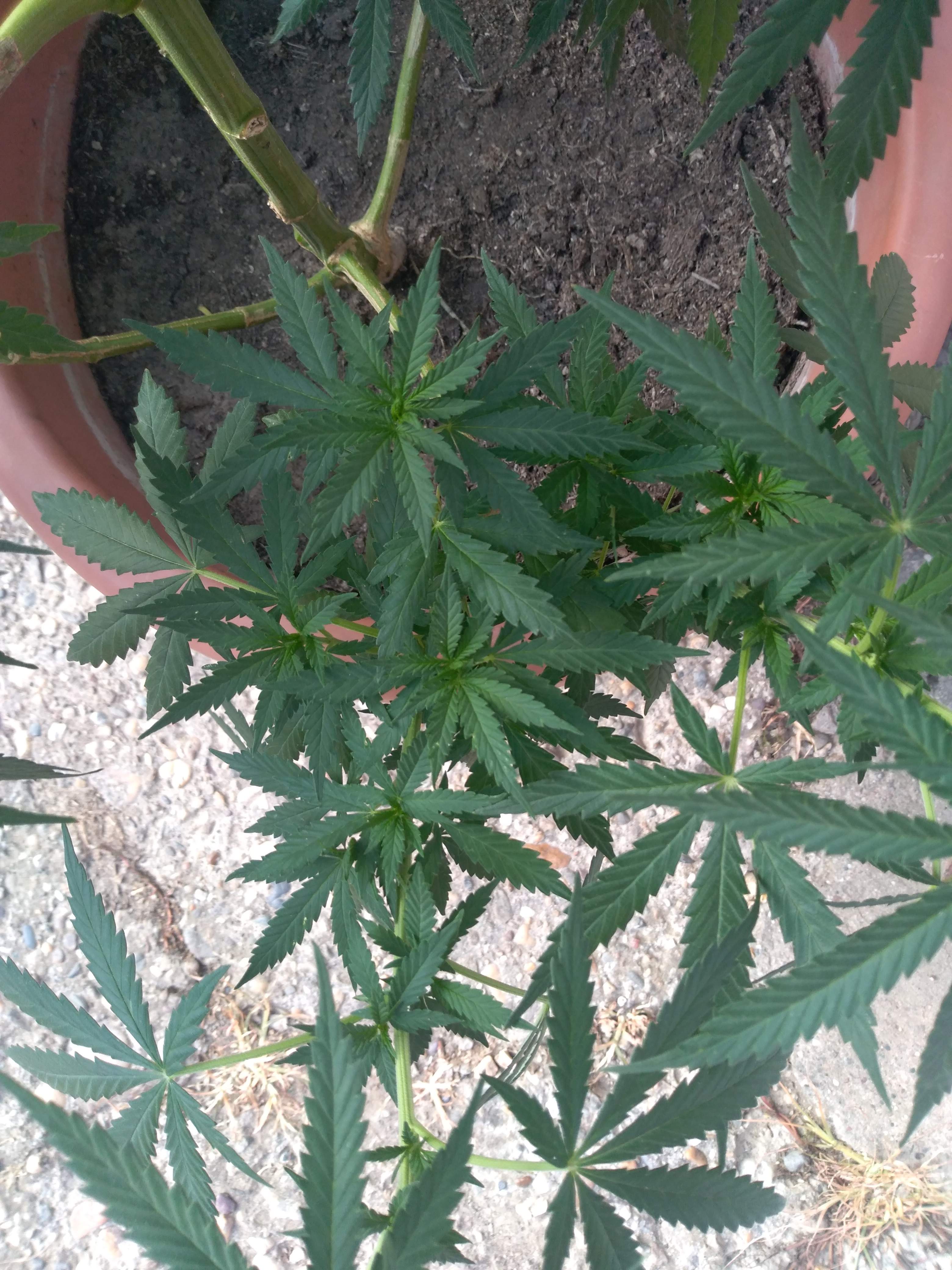 Too much leaves help grow question by Cunjalica - GrowDiaries