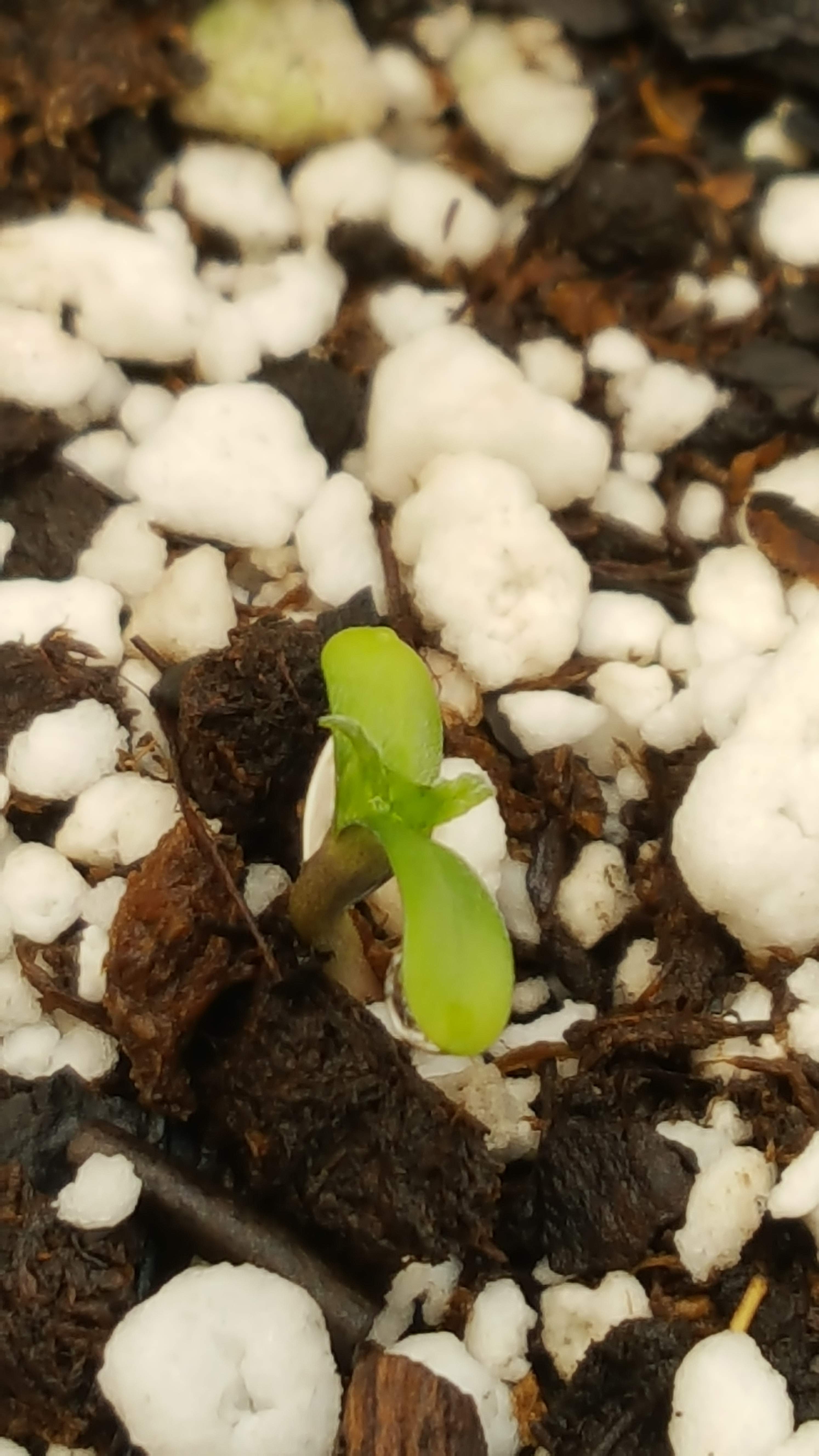 Fast Buds Cream Cookies Auto 3 grow diary (journal) week1 by Dmv_kush ...