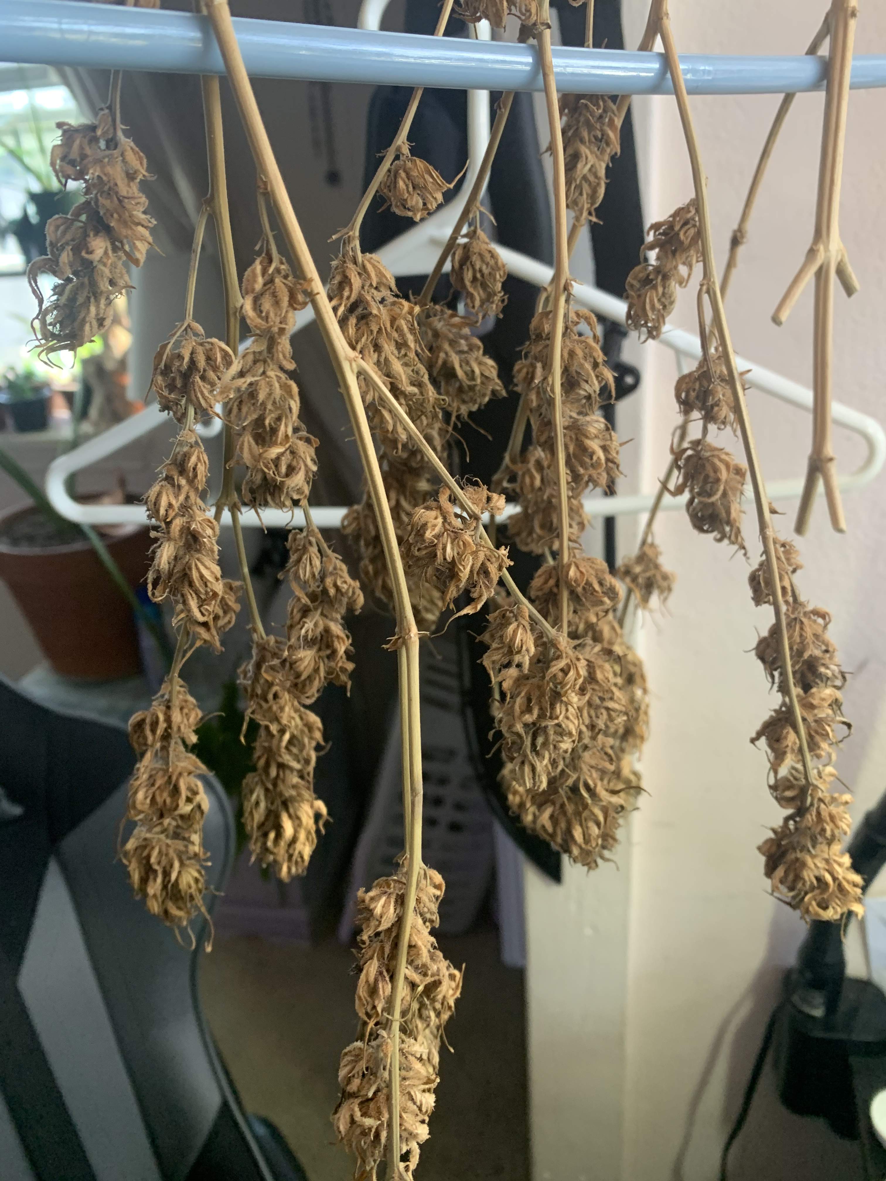 Seedsman Cheese, Sensi Seeds Skunk Dream CBD grow diary (journal ...