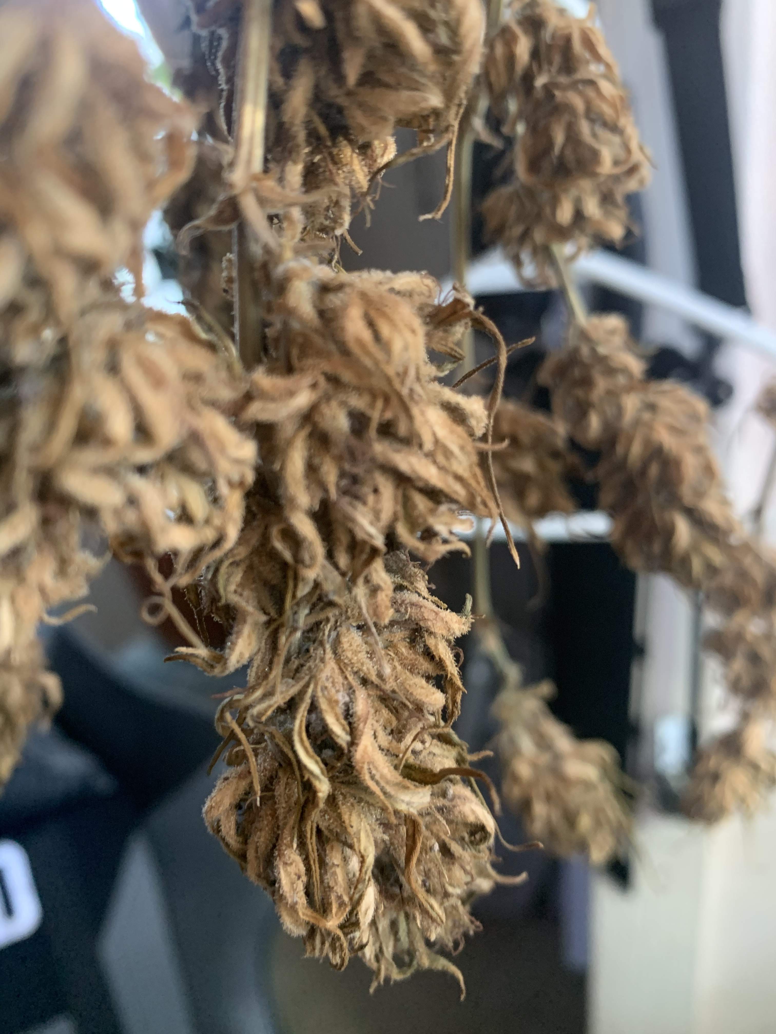 Seedsman Cheese, Sensi Seeds Skunk Dream CBD grow diary (journal ...