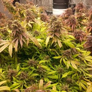 BC God Bud Strain Info / BC God Bud Weed By BC Bud Depot - GrowDiaries