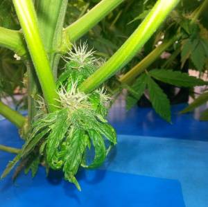 BC God Bud Strain Info / BC God Bud Weed By BC Bud Depot - GrowDiaries