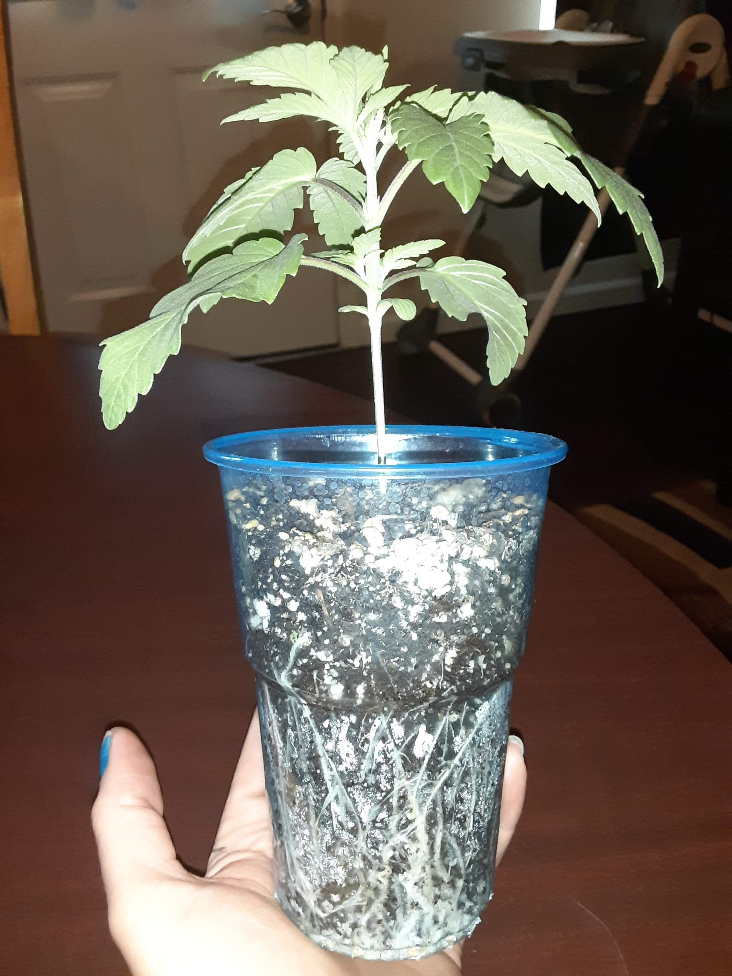 ILGM LSD grow diary (journal) week2 by potmama - GrowDiaries