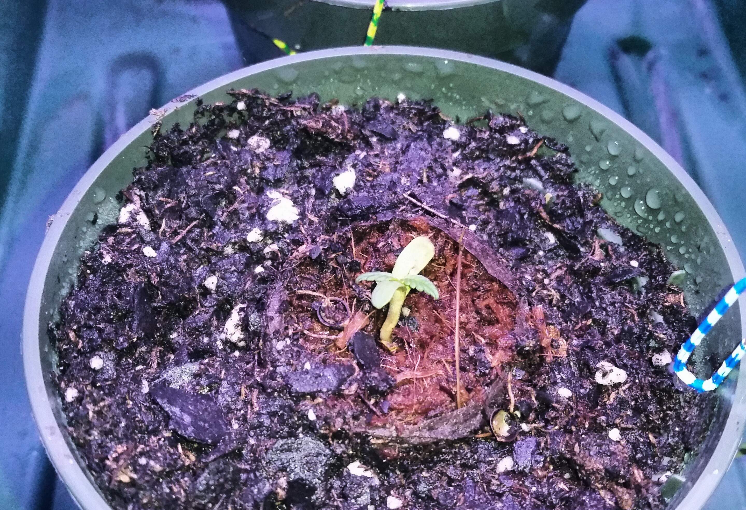 Fast Buds Blue Dream Auto grow diary (journal) week2 by TheGanj ...