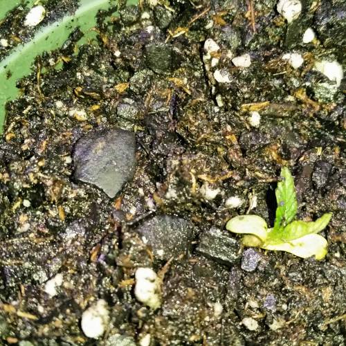 Fast Buds Blue Dream Auto grow journal by TheGanj - GrowDiaries