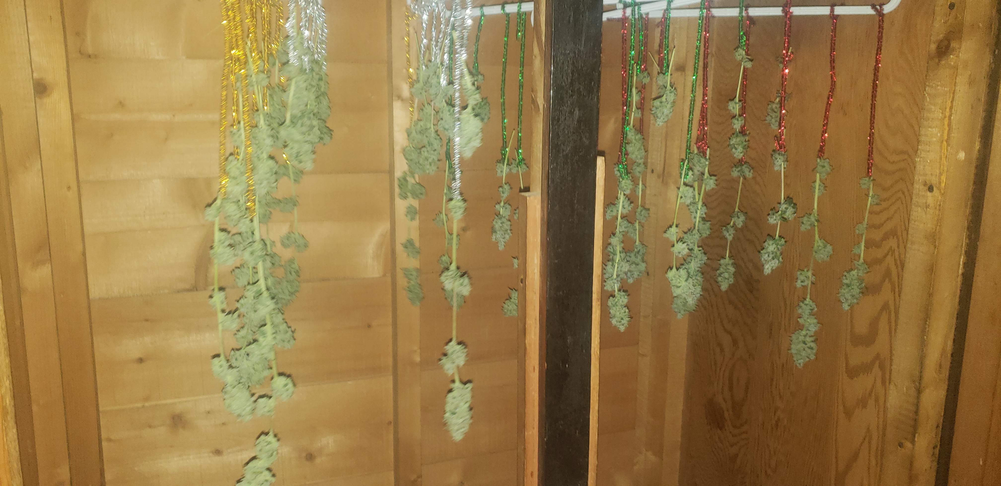 Sonoma Seeds Chocolope grow diary (journal) harvest19 by PurrpaKeel ...