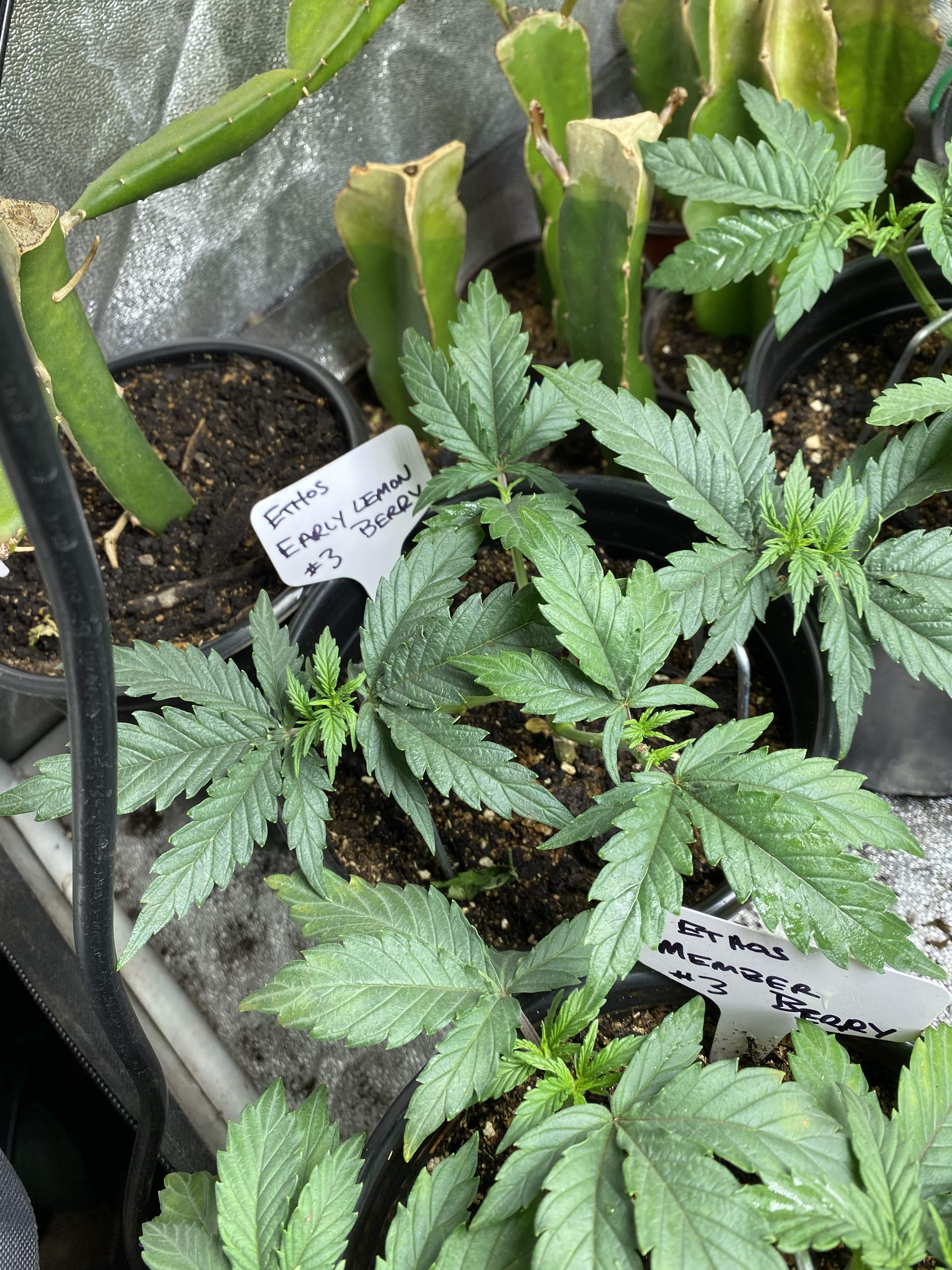 ETHOS Genetics Early Lemon Berry R1 grow diary (journal) week5 by ...