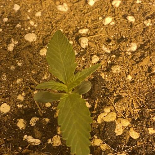 WeedSeedsExpress Santa Maria autoflower seeds grow journal by RadarG ...