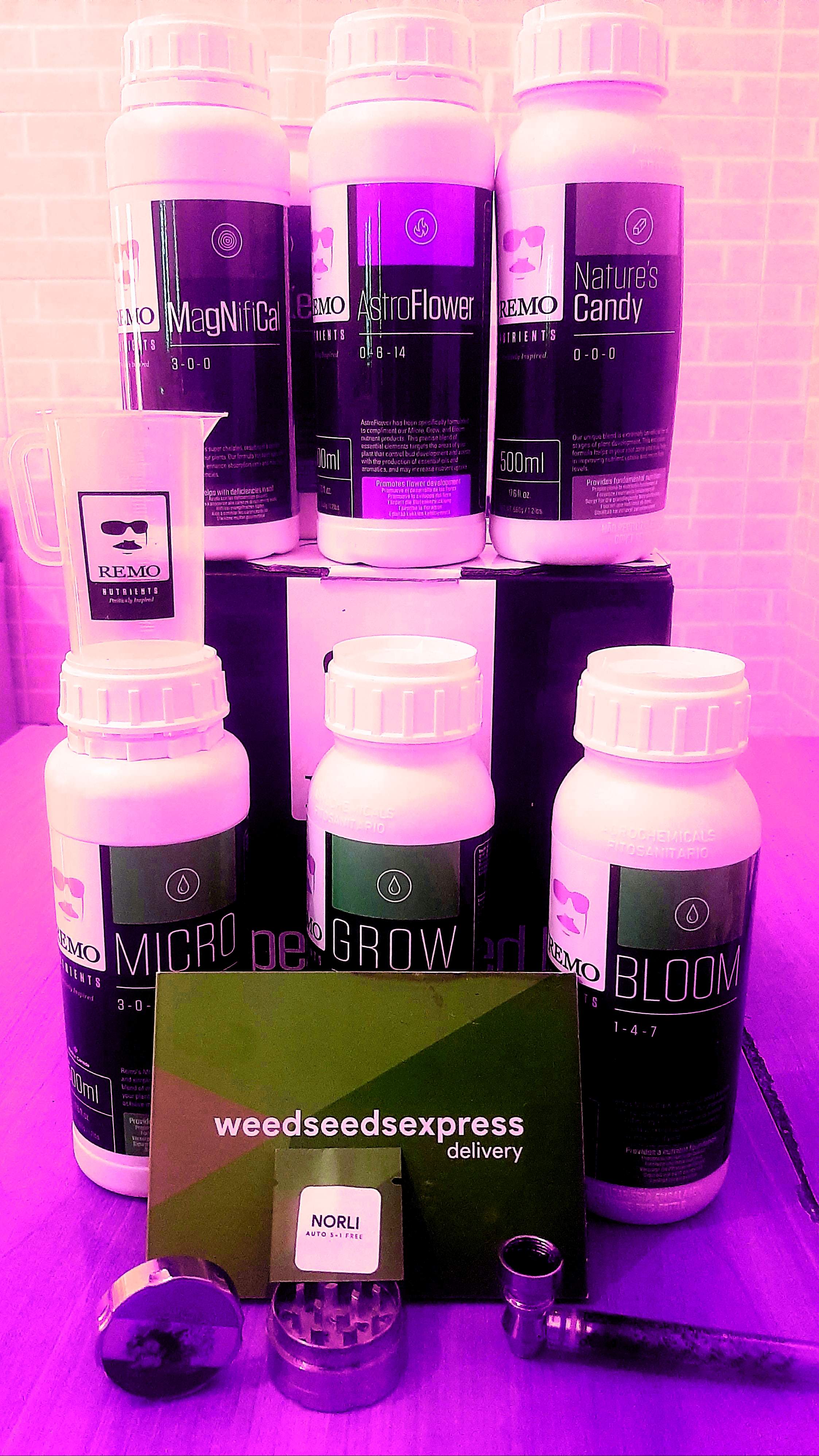 Weedseedsexpress Northern Lights autoflower seeds grow diary (journal ...