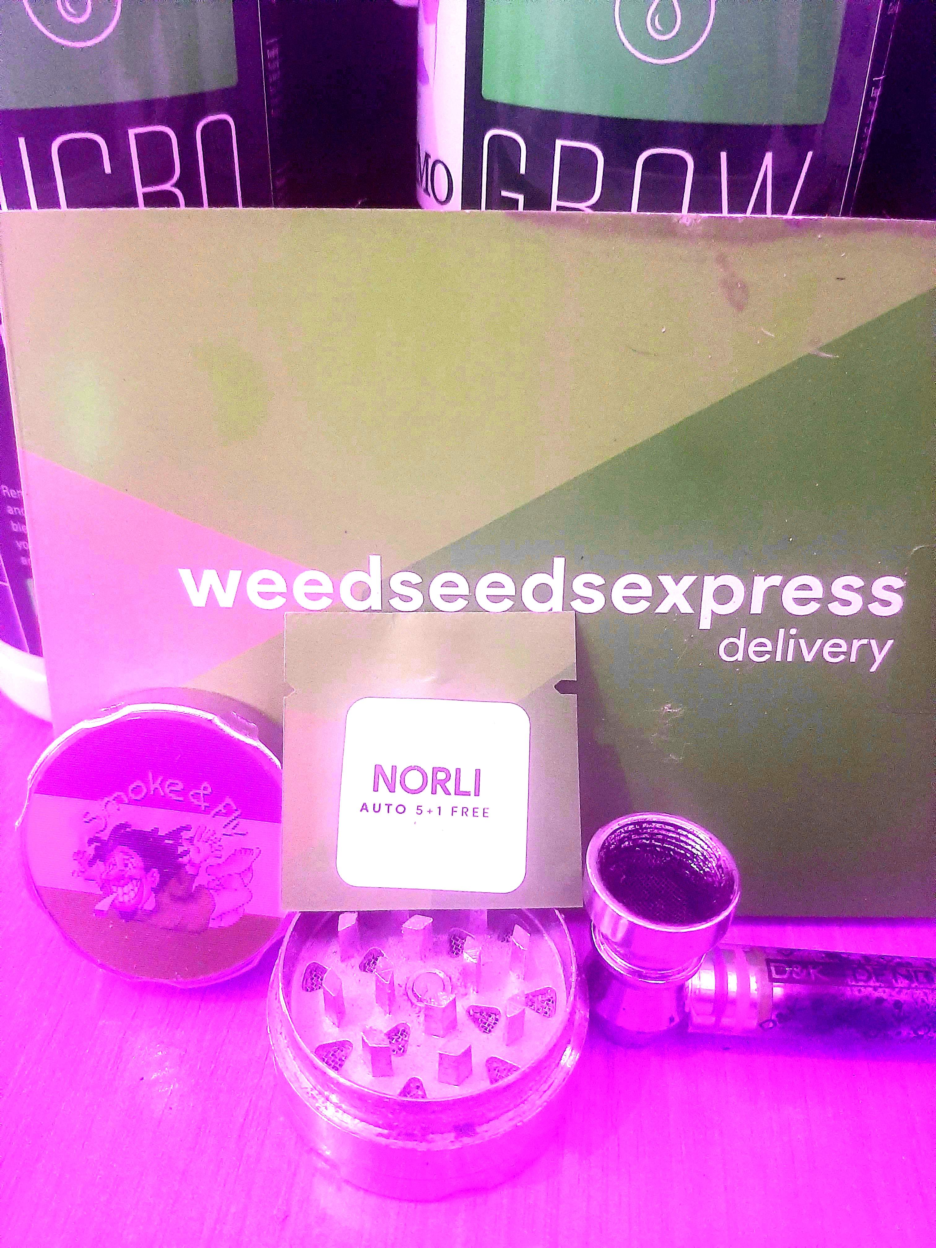 Weedseedsexpress Northern Lights autoflower seeds grow diary (journal ...