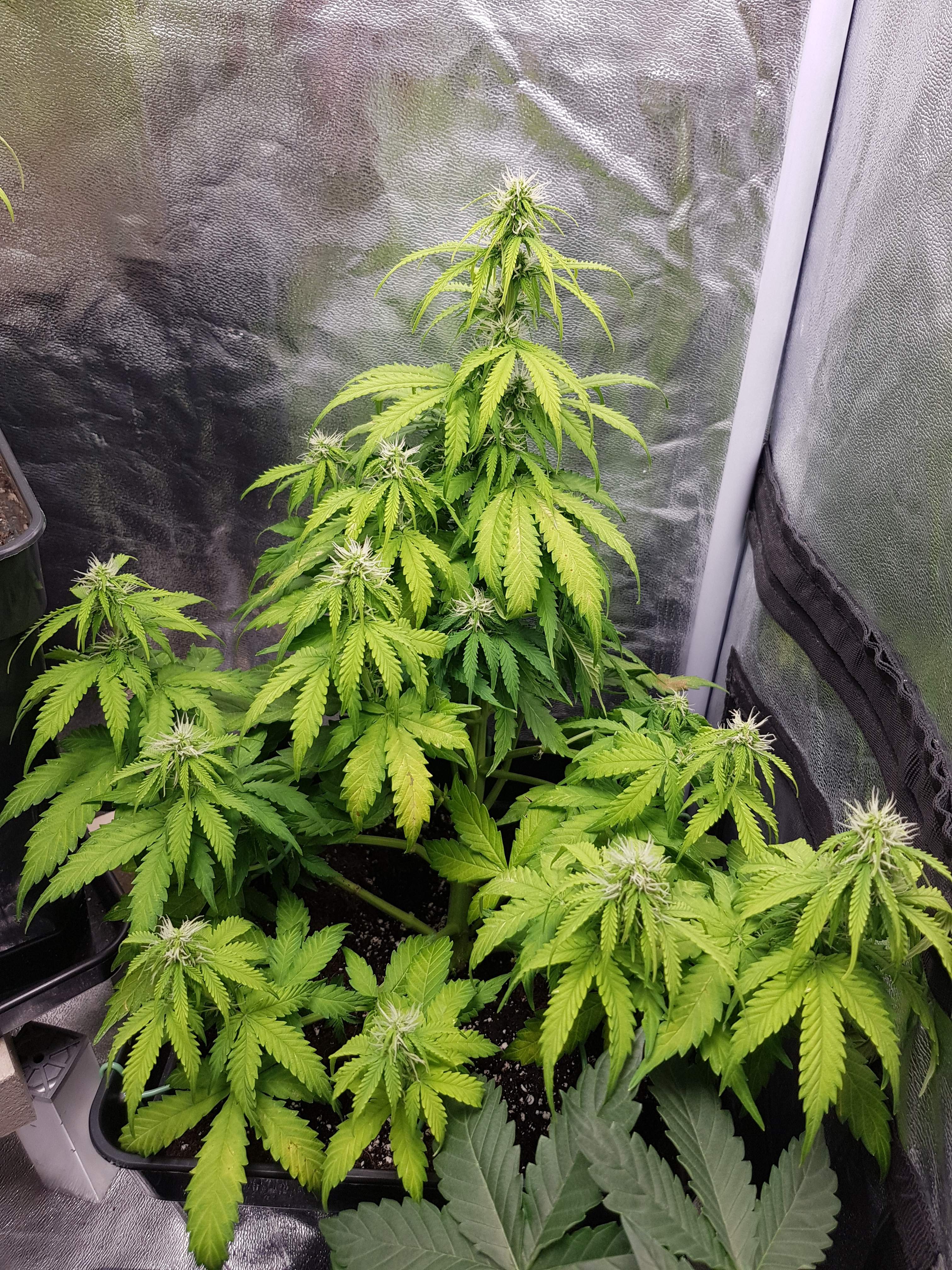 Auto Mazar grow question by PhewG - GrowDiaries