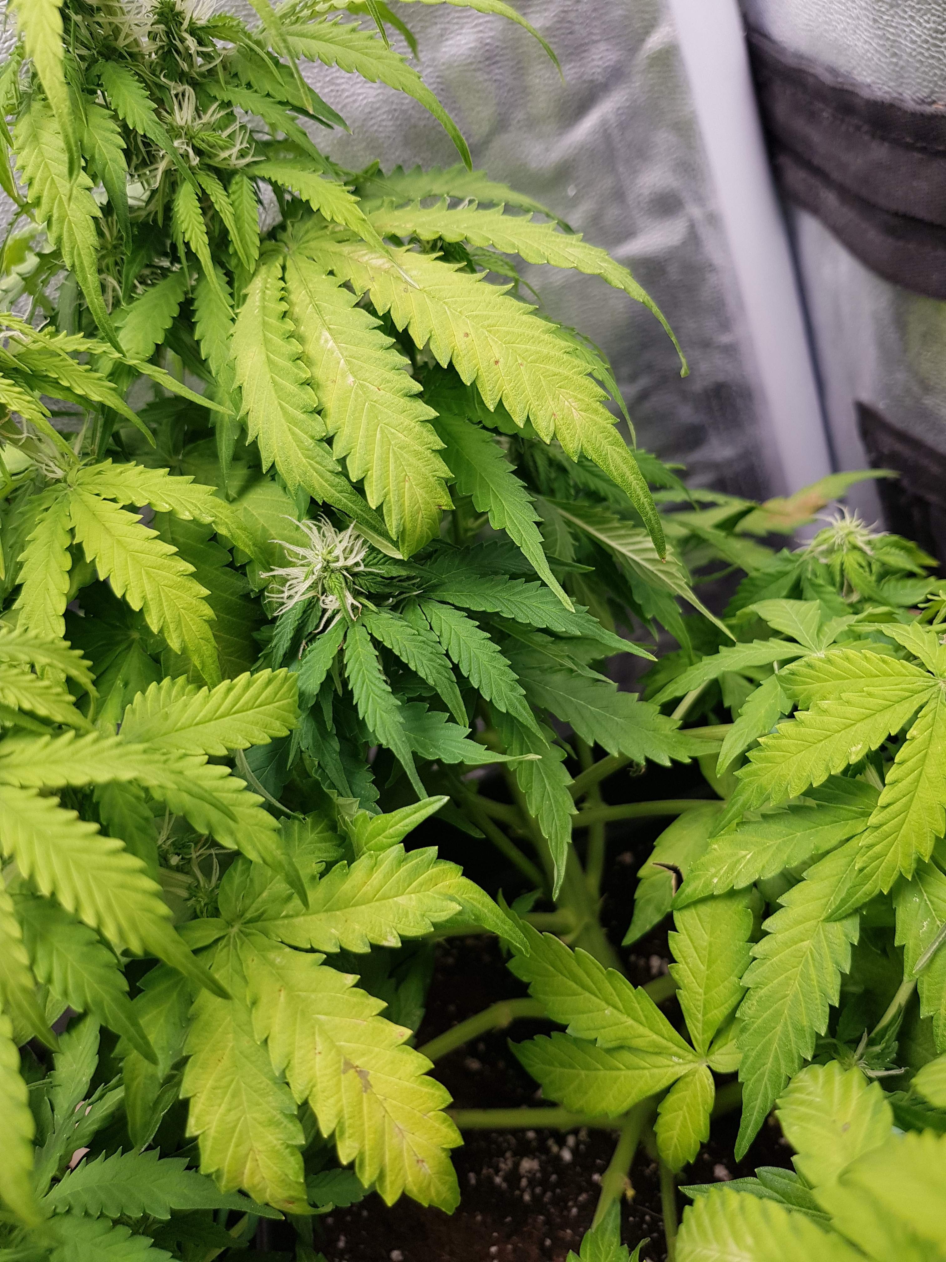 Auto Mazar grow question by PhewG - GrowDiaries