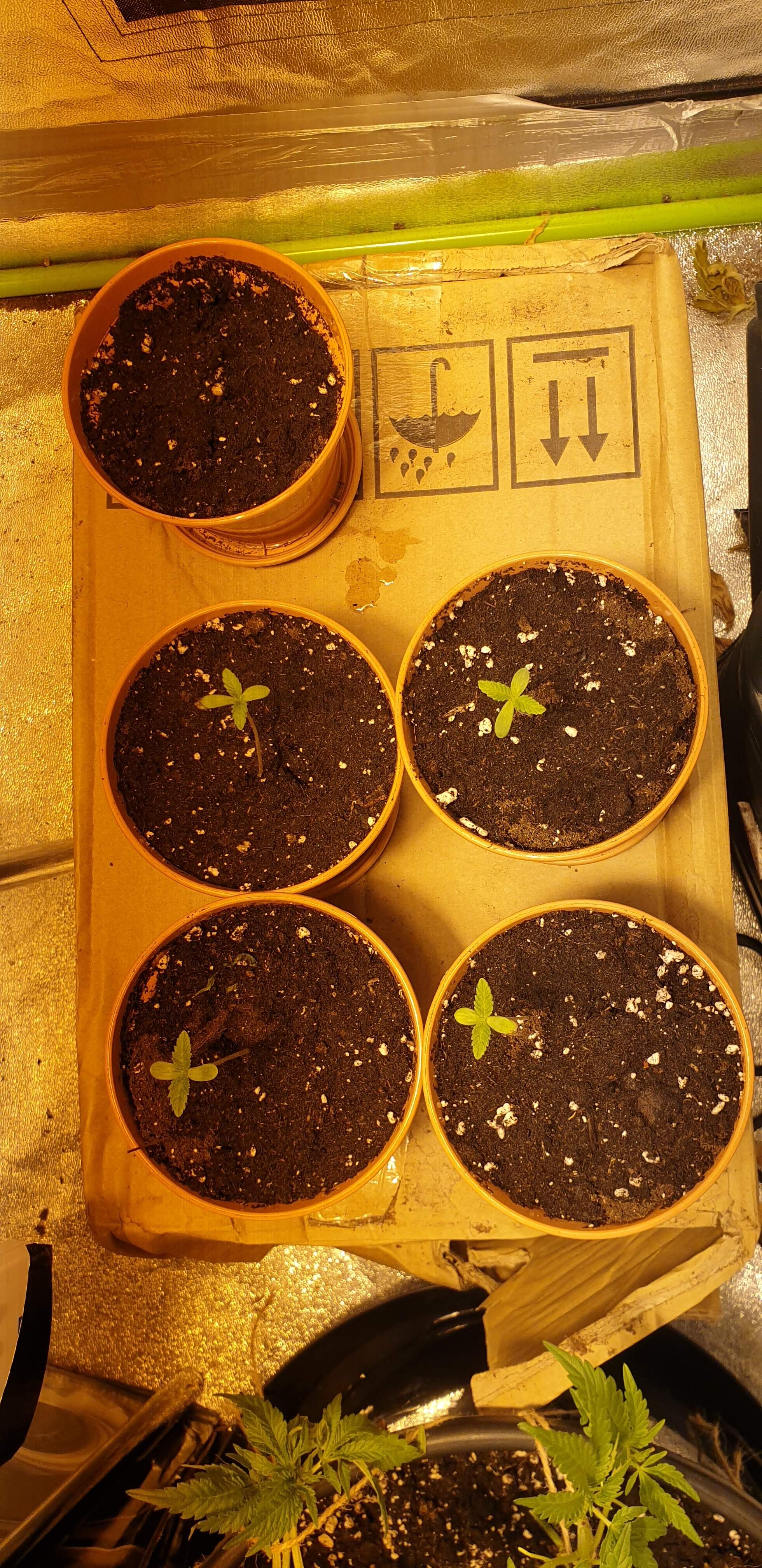 Seedsman Gelat.OG, Seedsman Bubba Kush grow diary (journal) week1 by ...