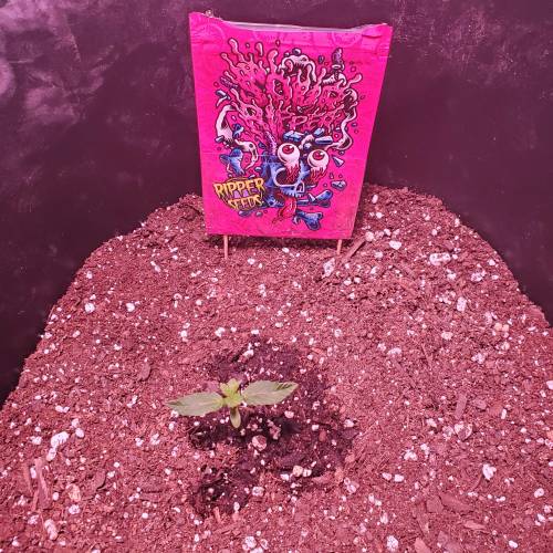 Ripper Seeds Sour Ripper grow journal by LividMadness - GrowDiaries