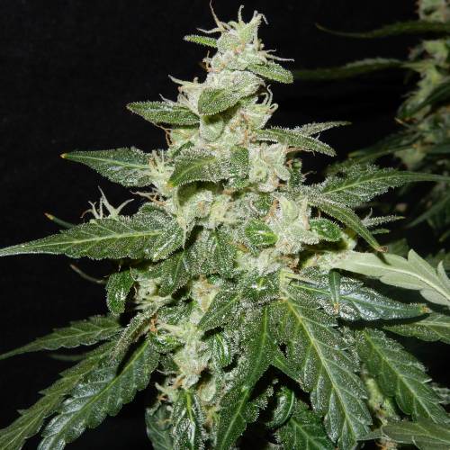 Custom Breeder & Strain Phantom Cookies grow journal by ThatDude ...