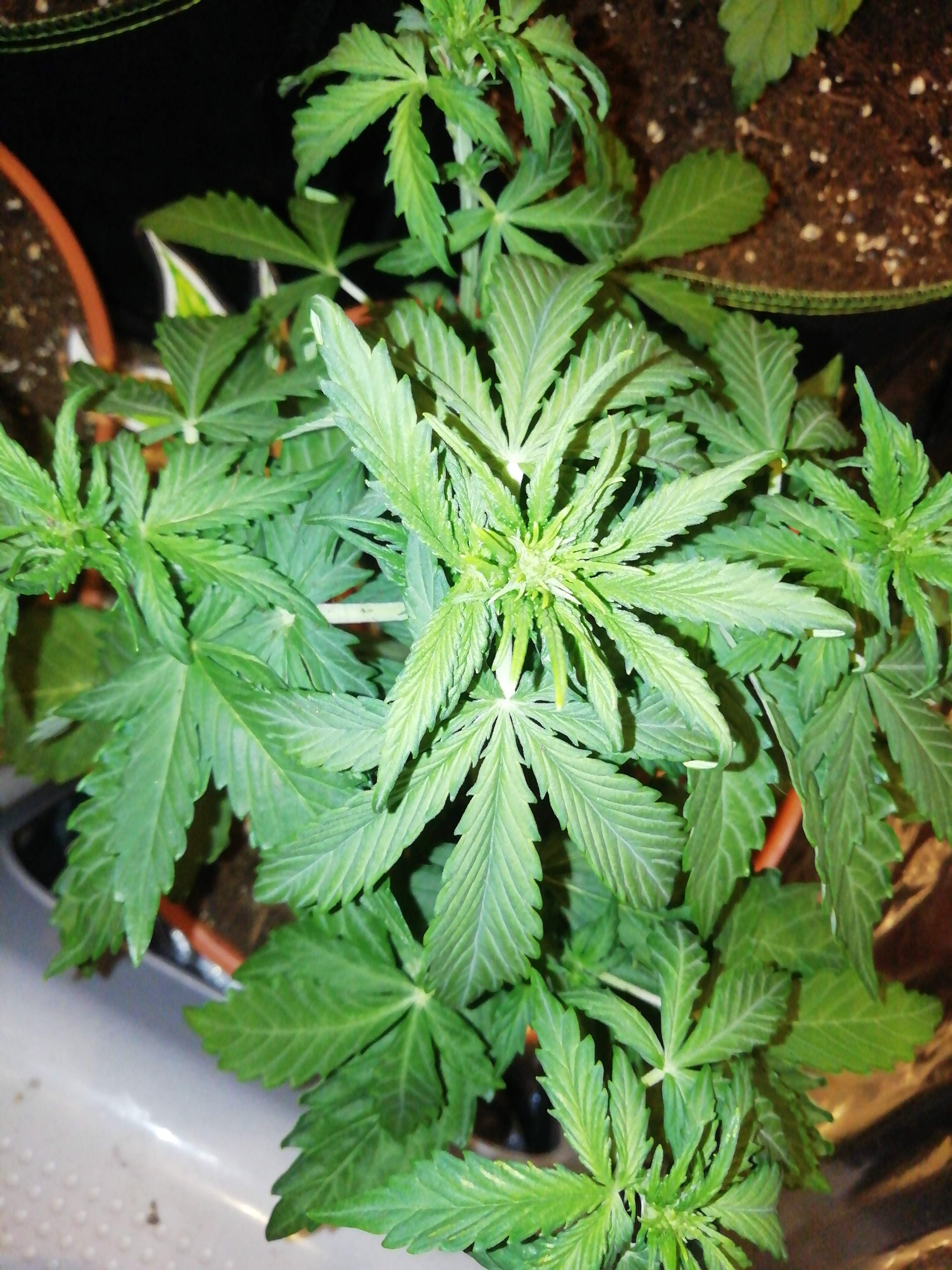 Zamnesia Seeds Runtz Auto grow diary (journal) week3 by Removed ...