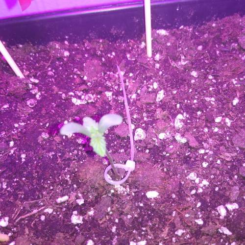 Fast Buds Gorilla Auto 2 grow diary (journal) week1 by ElChapoGuti ...