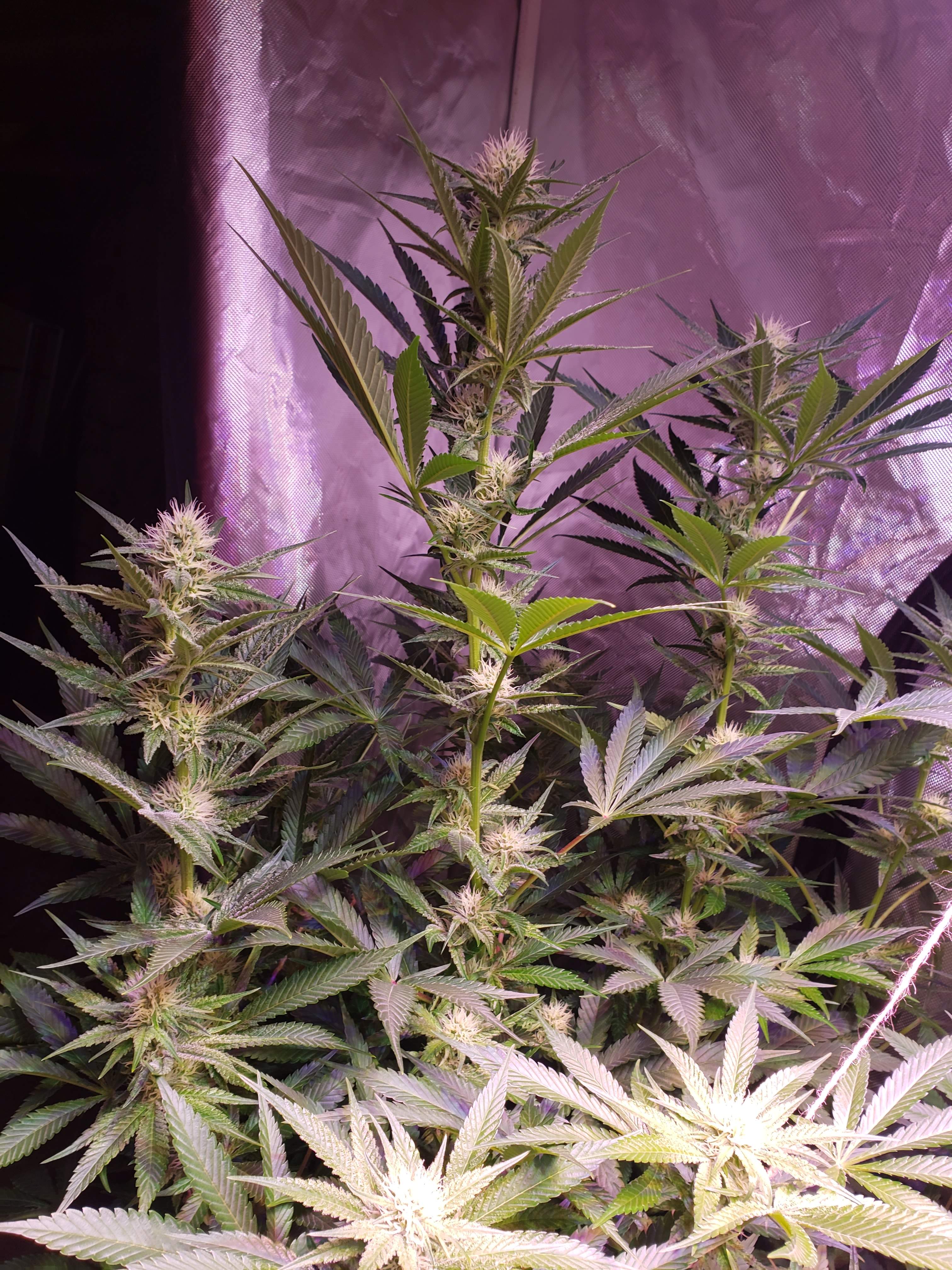 MSNL Cotton Candy Kush grow diary (journal) week3 by Only1life85 - GrowDiaries