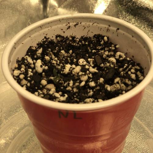 Amnesia Haze Autoflower, Blueberry Autoflower, Northern Lights ...